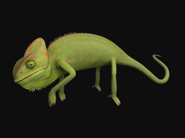 Chameleon 3D Models for Download | TurboSquid