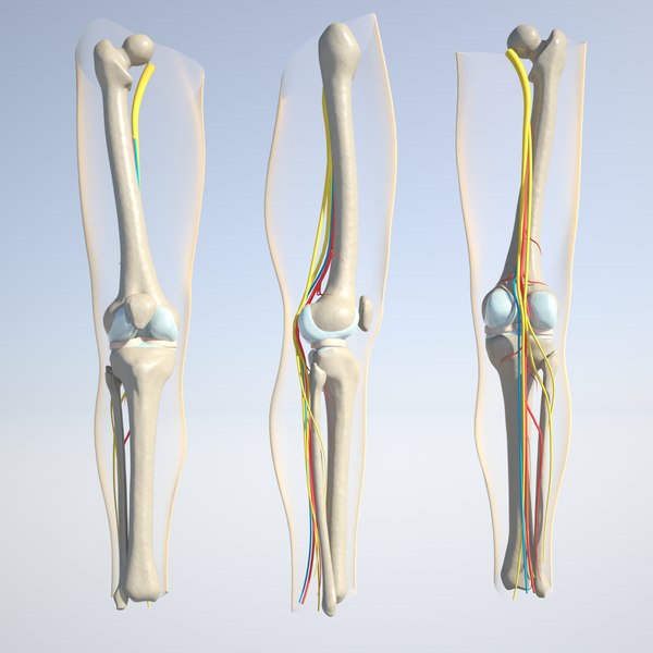 3d anatomically correct knee model