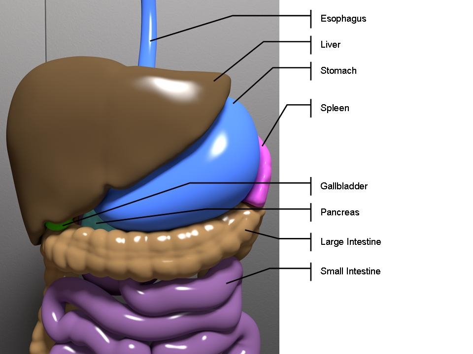 Órgãos Abdominais Humanos Modelo 3D - TurboSquid 774831