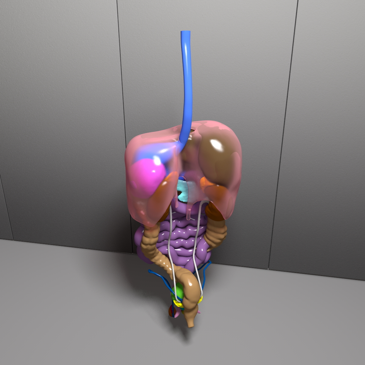 modelo 3d Órganos abdominales humanos - TurboSquid 774831