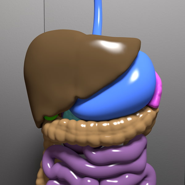 human abdominal organs 3d model