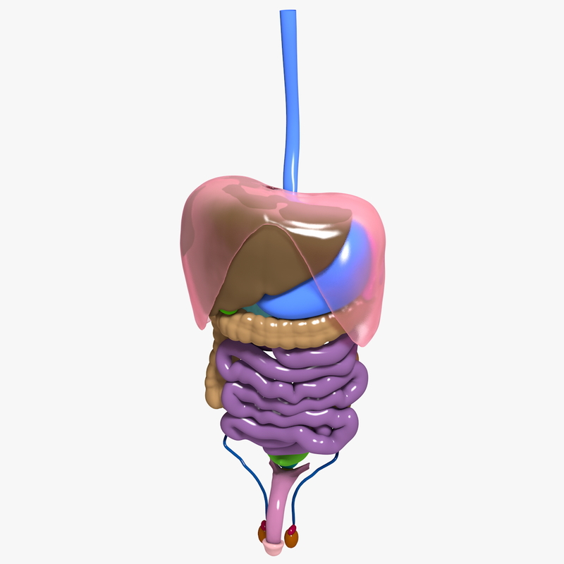 human abdominal organs 3d model