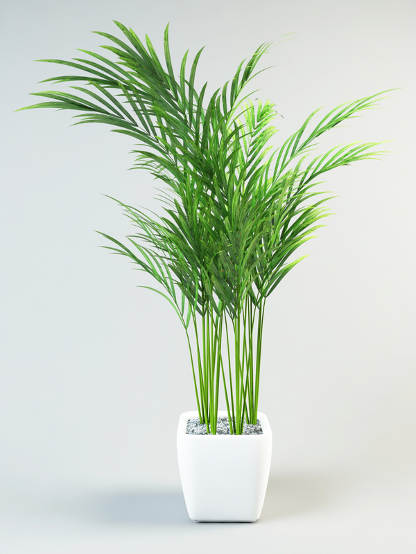 palm pot 3d
