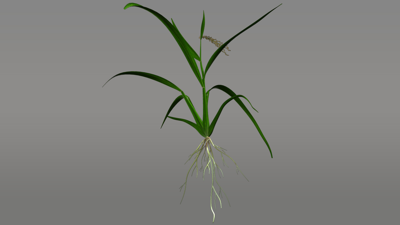 3d model fibrous root