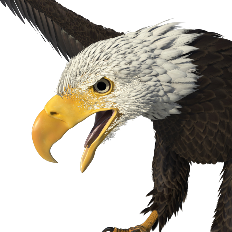 3d model realistic bald eagle
