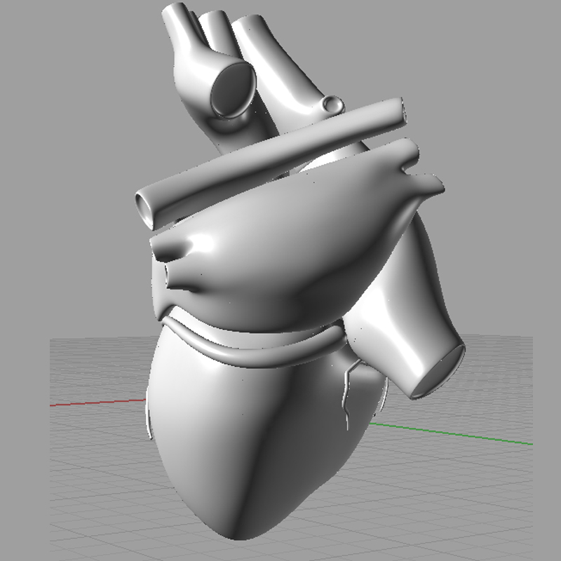 igs human heart 3d model