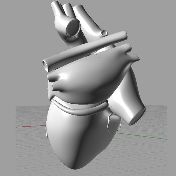 igs human heart 3d model