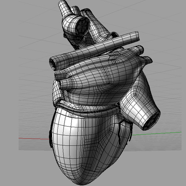igs human heart 3d model