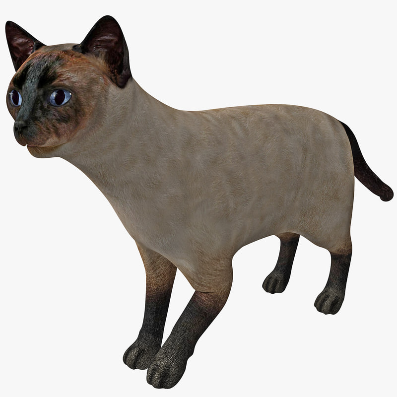 max siamese cat pose 2