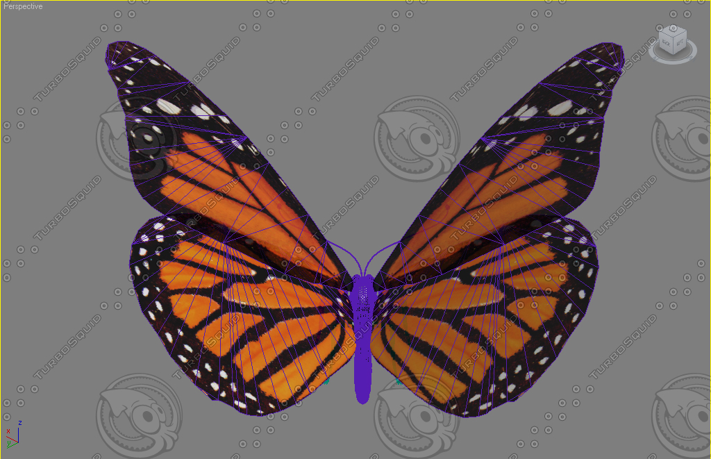3d butterfly fly model