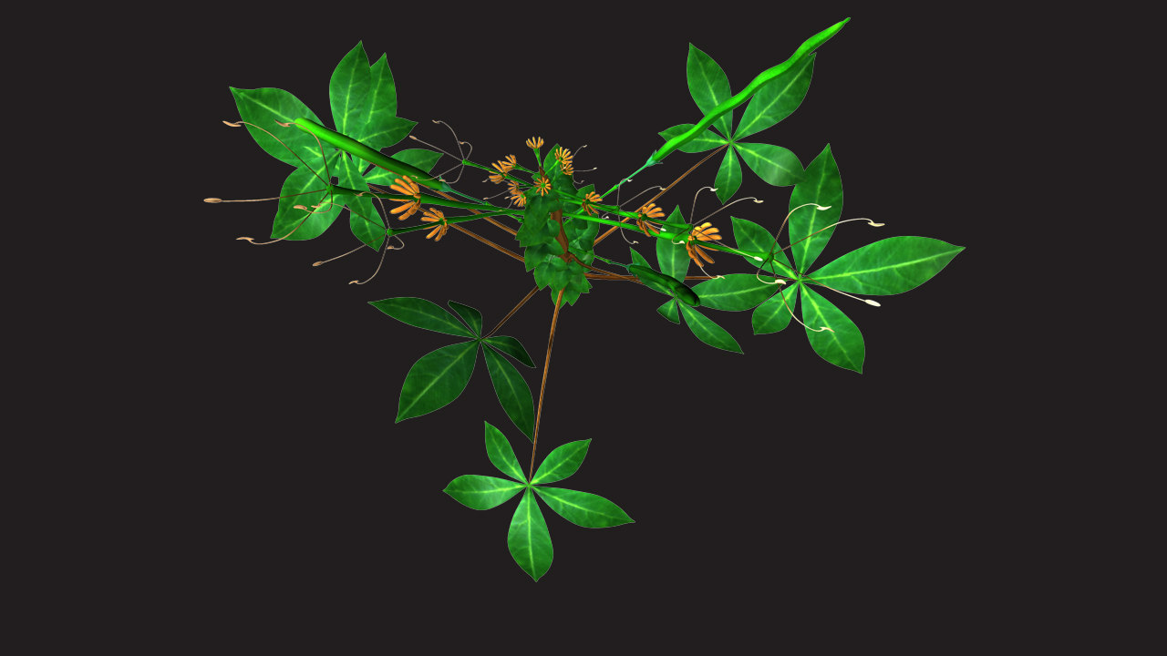 3d model gynandropsis