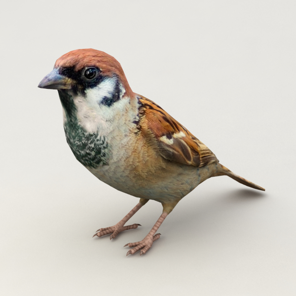 3d model sparrow