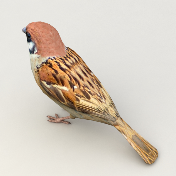 3d model sparrow