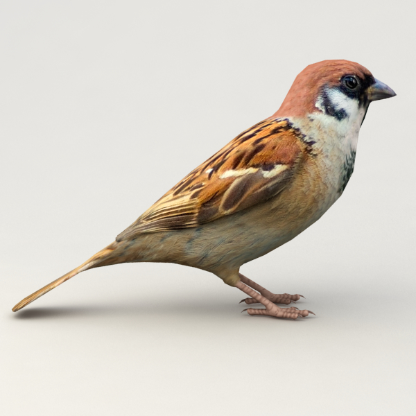 3d model sparrow