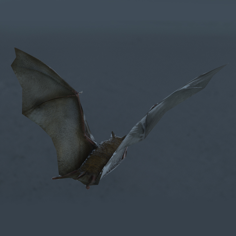 3d model rigged bat animations