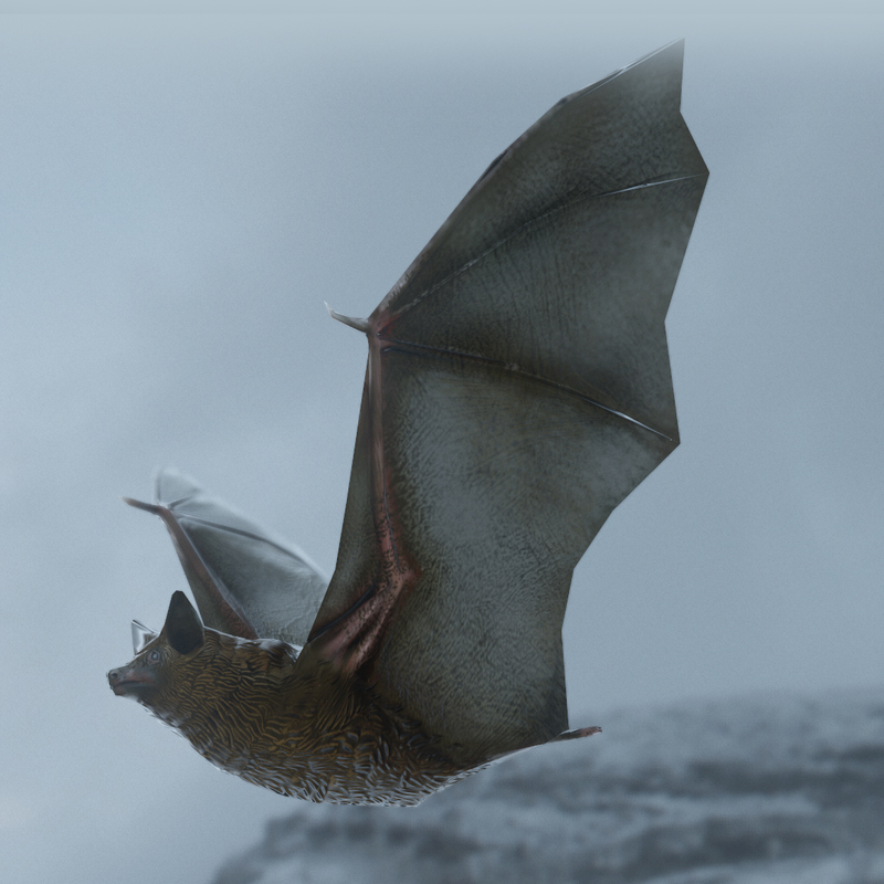 3d model rigged bat animations