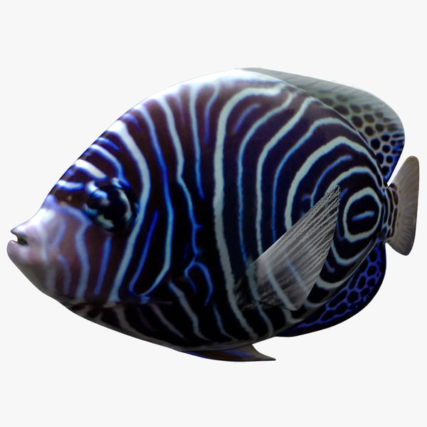 modelo 3d Pez emperador - TurboSquid 781177