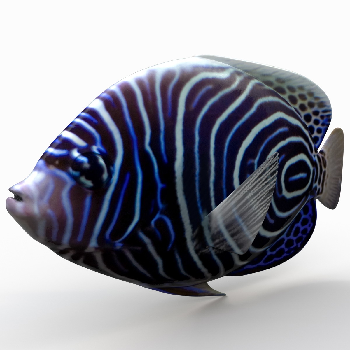 max emperor anglefish