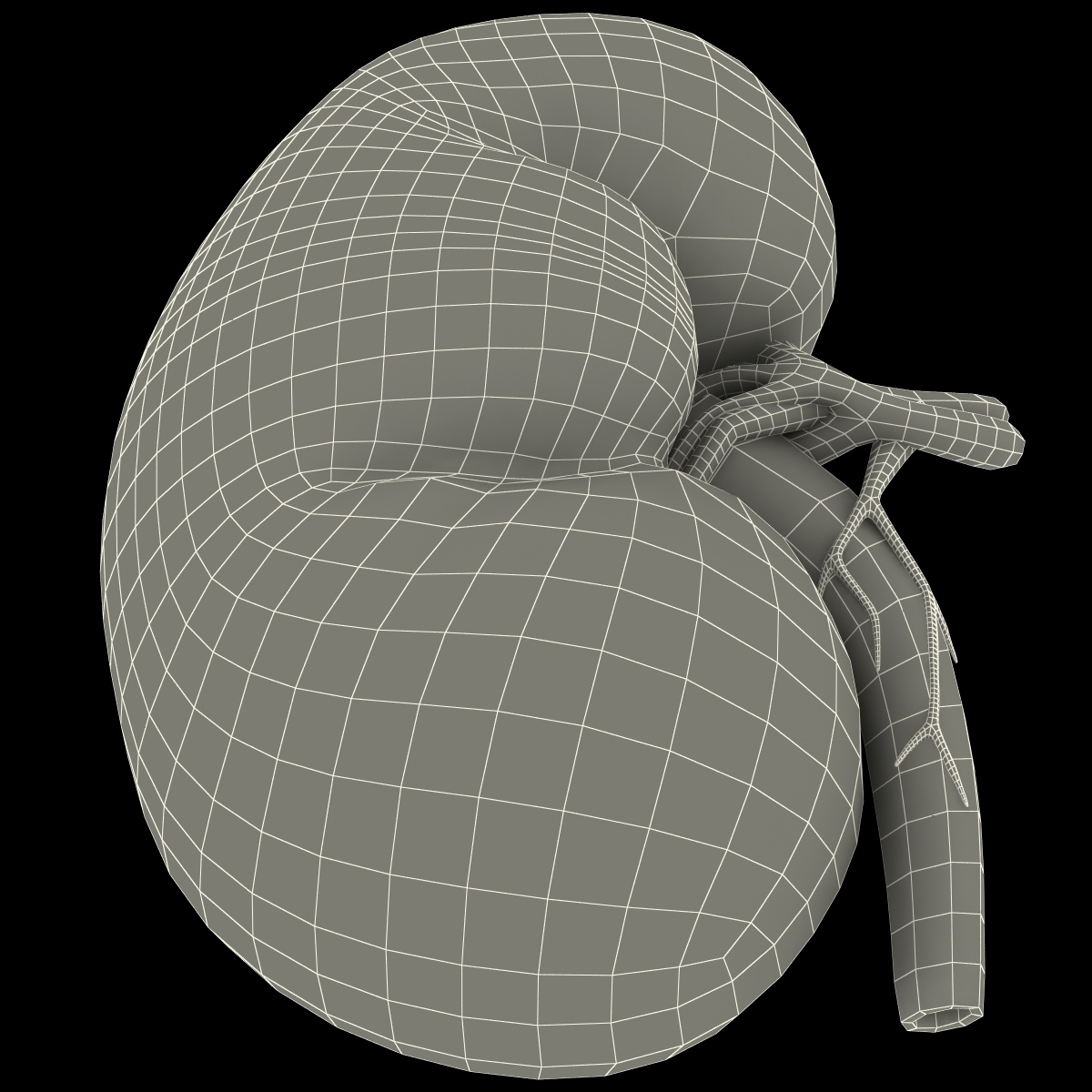 3d model of kidney display modeled