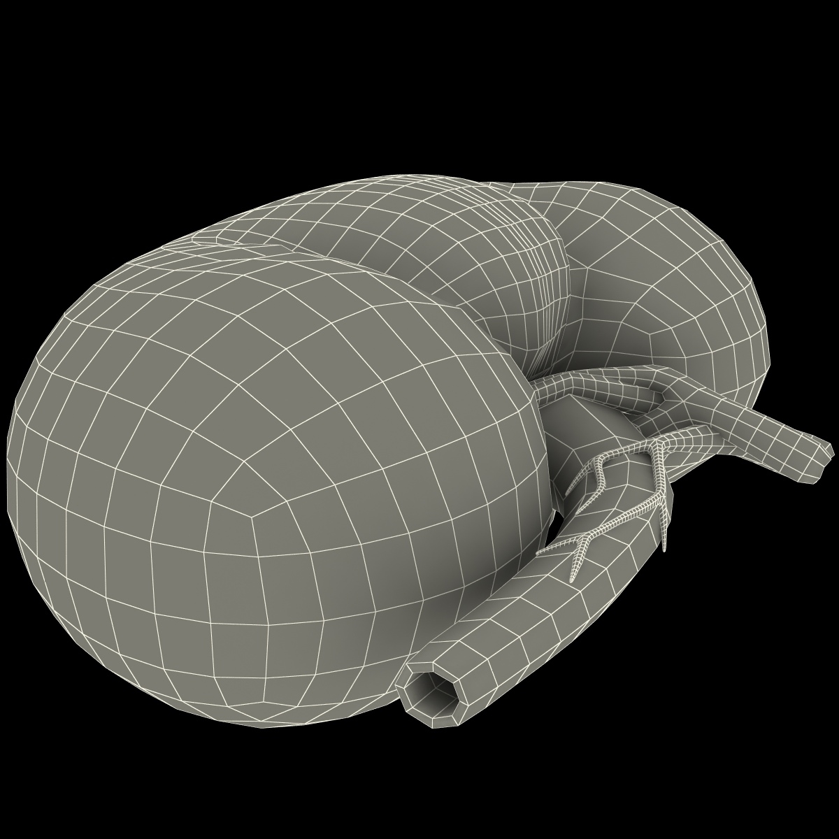 3d model of kidney display modeled