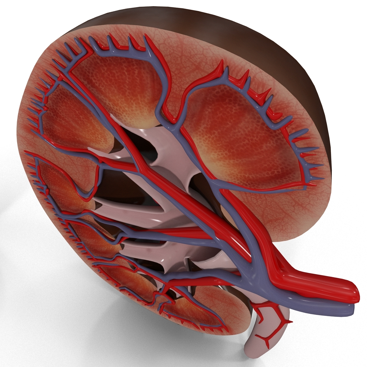 3d model of kidney display modeled