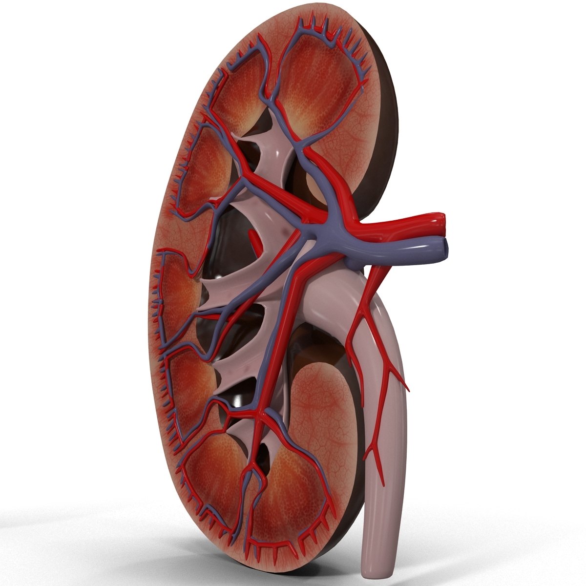 3d model of kidney display modeled