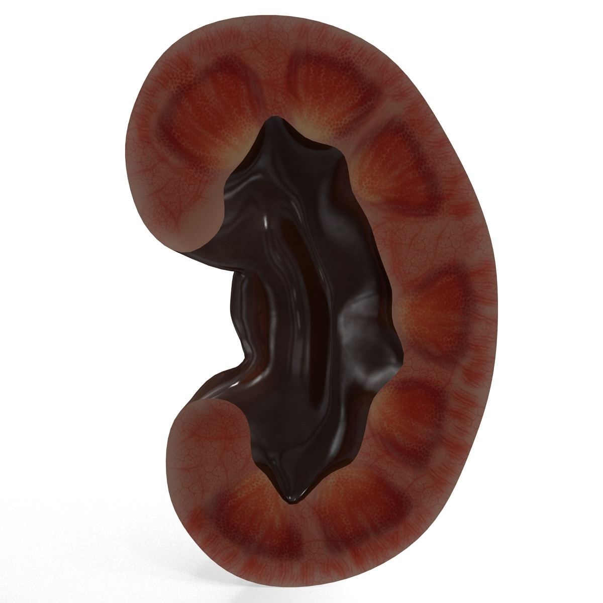 3d model of kidney display modeled