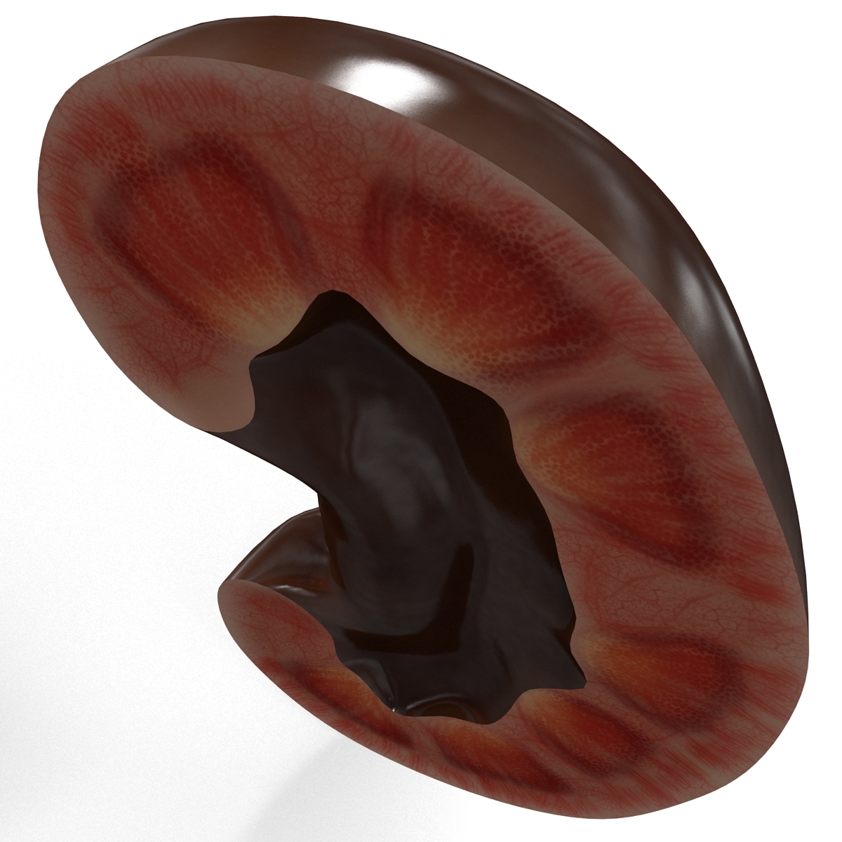 3d model of kidney display modeled