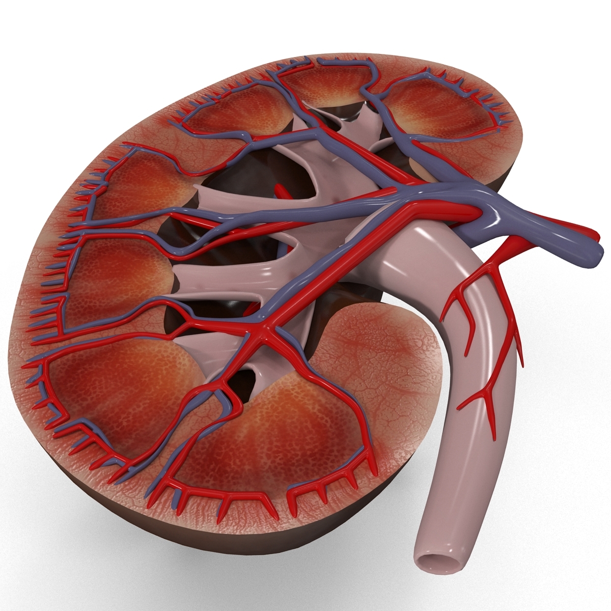 3d model of kidney display modeled