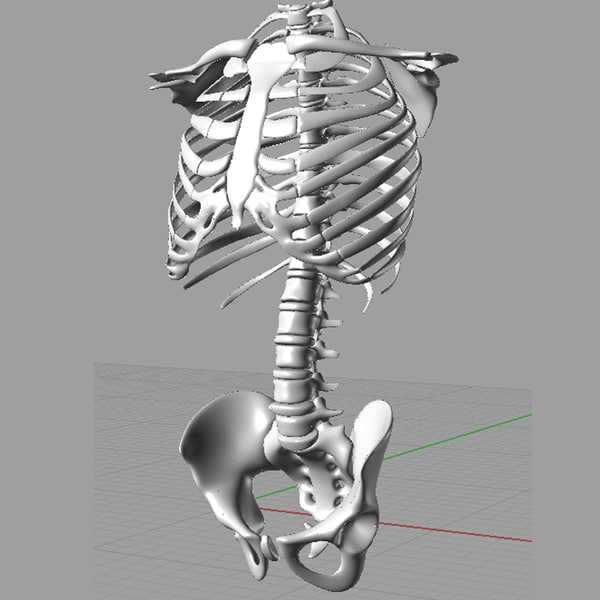 Torso Skeleton Solidworks 3D-Modell - TurboSquid 777391