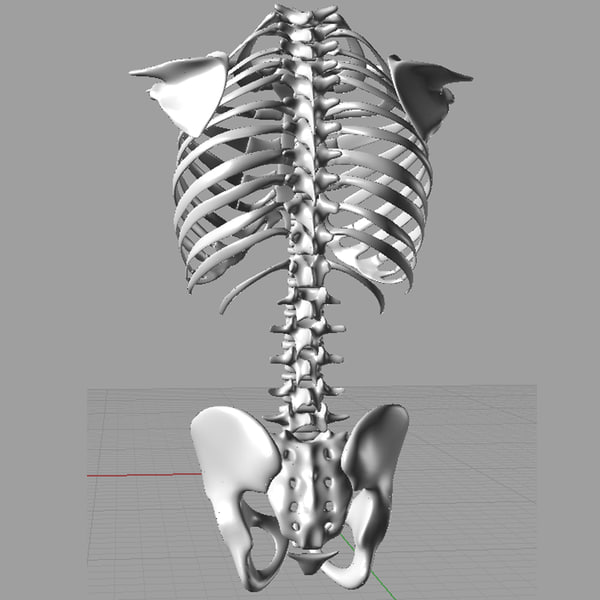 Torso Skeleton Solidworks 3D-Modell - TurboSquid 777391