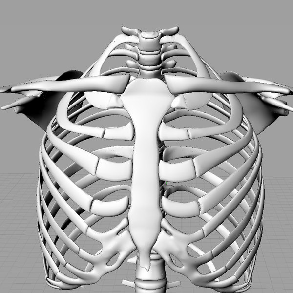 Torso Skeleton Solidworks 3D-Modell - TurboSquid 777391