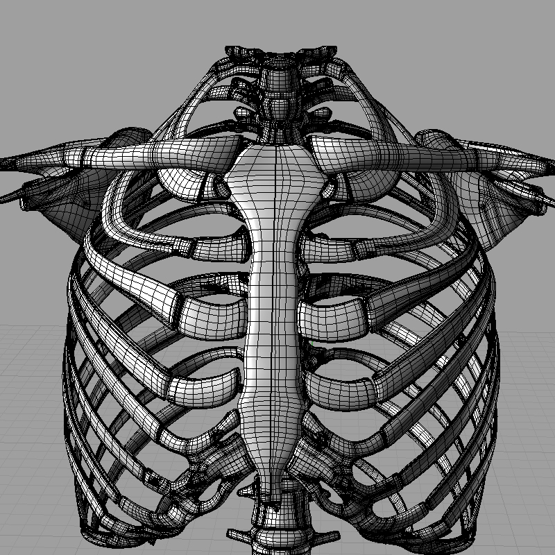 Torso Skeleton Solidworks 3D-Modell - TurboSquid 777391