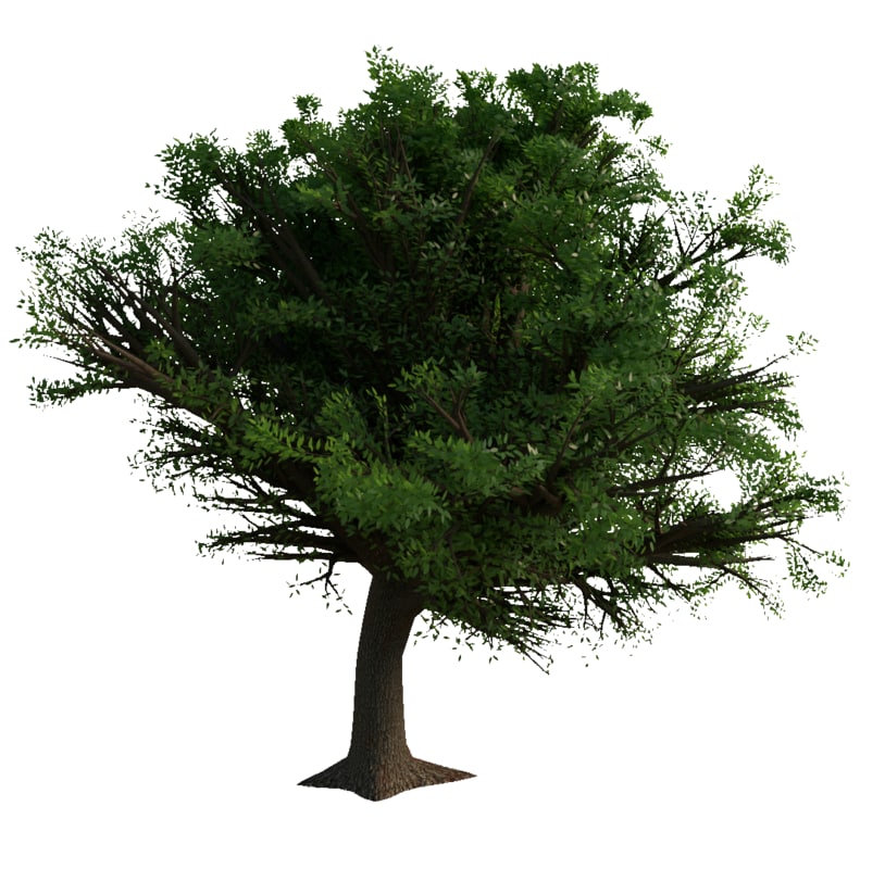 3d realistic tree