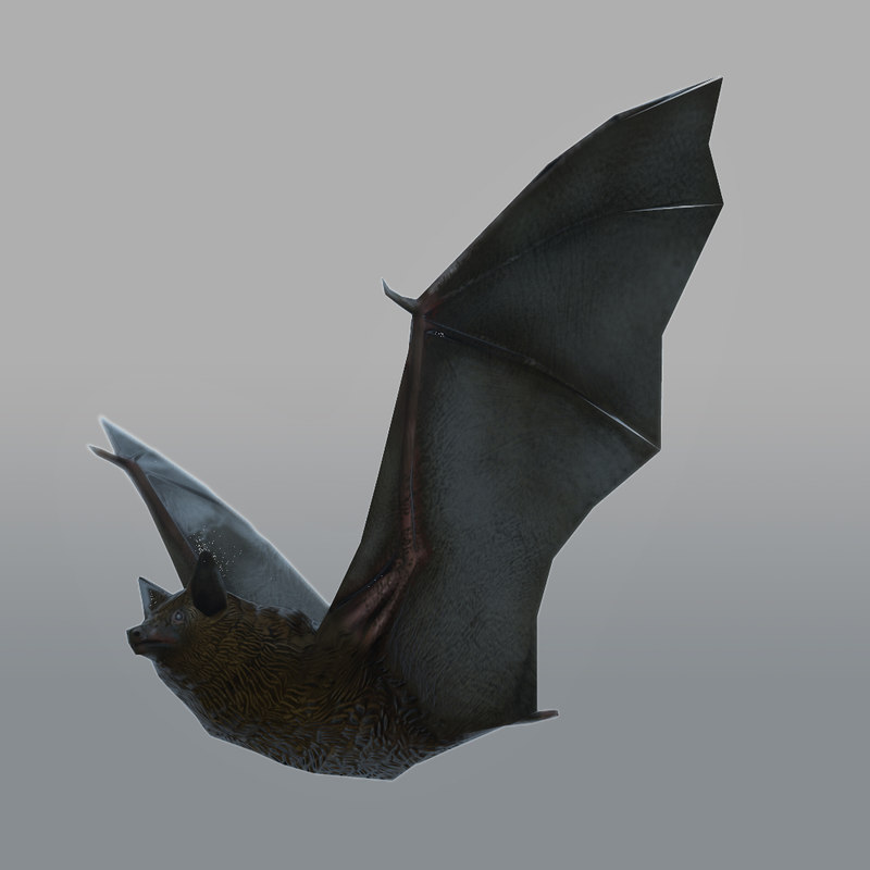 3d model rigged bat animations