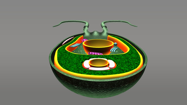 fat cells 3d model