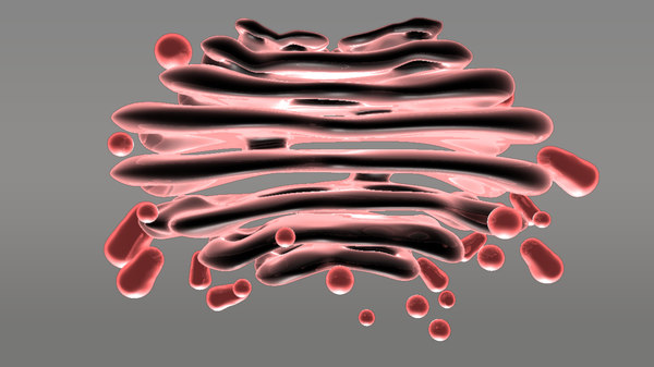 golgi complex 3d model