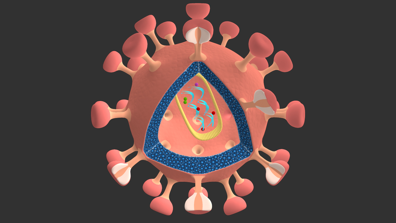 hiv virus 3d model