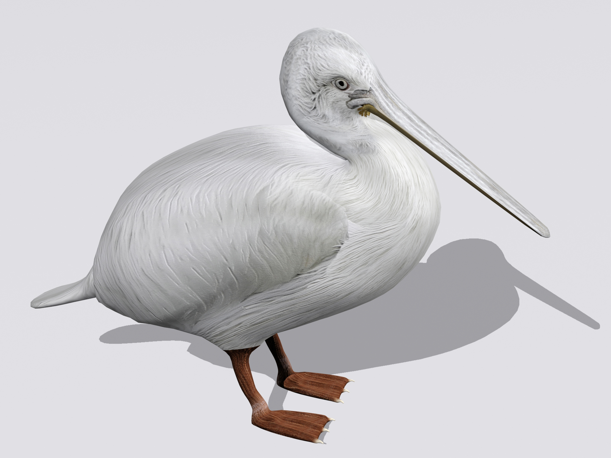 3d model pelican