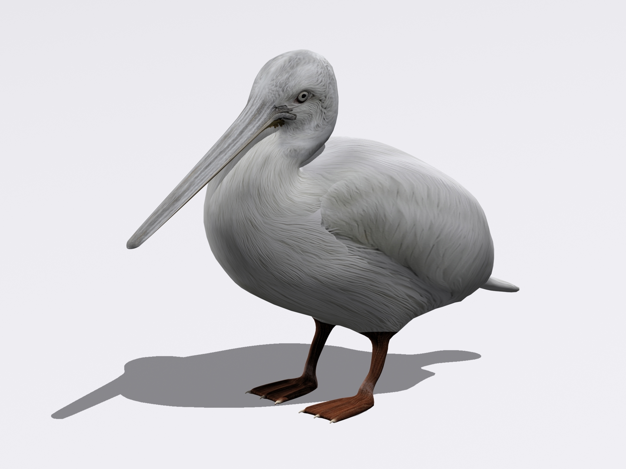 3d model pelican