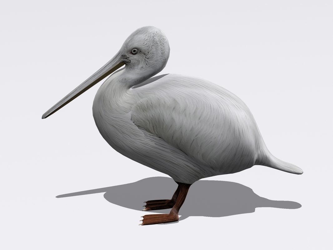 3d model pelican