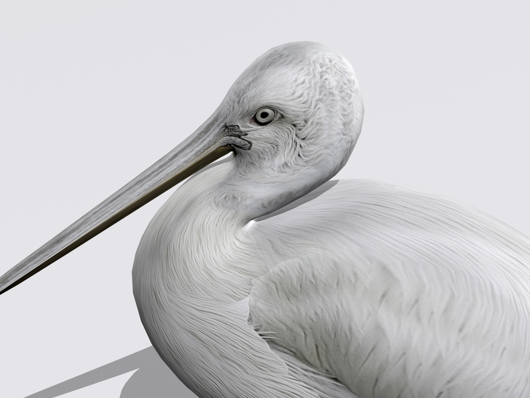 3d model pelican