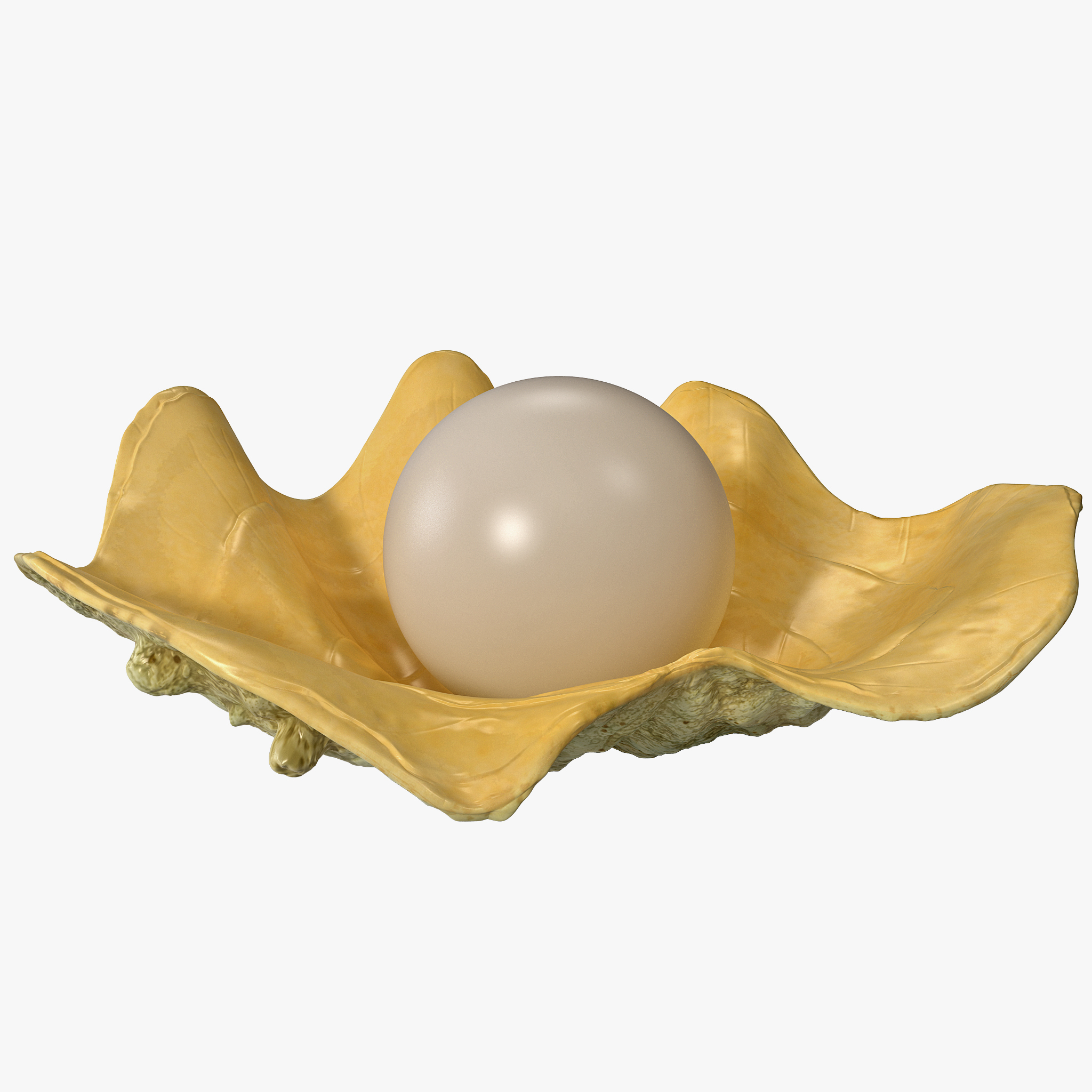 3d pearl shell 3
