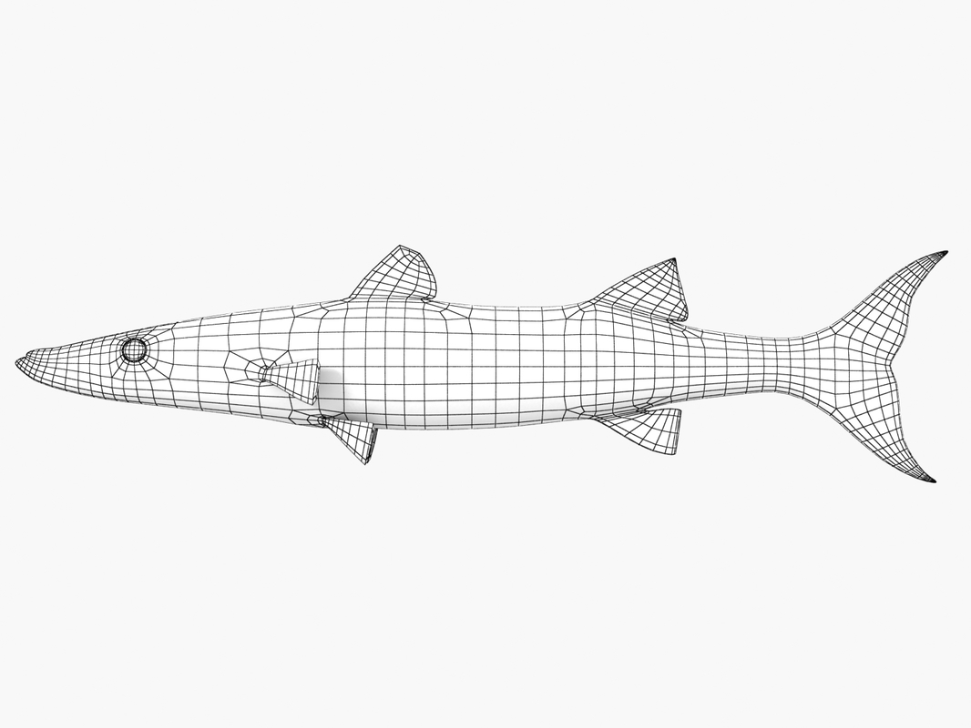 3d fishing amberjack barracuda