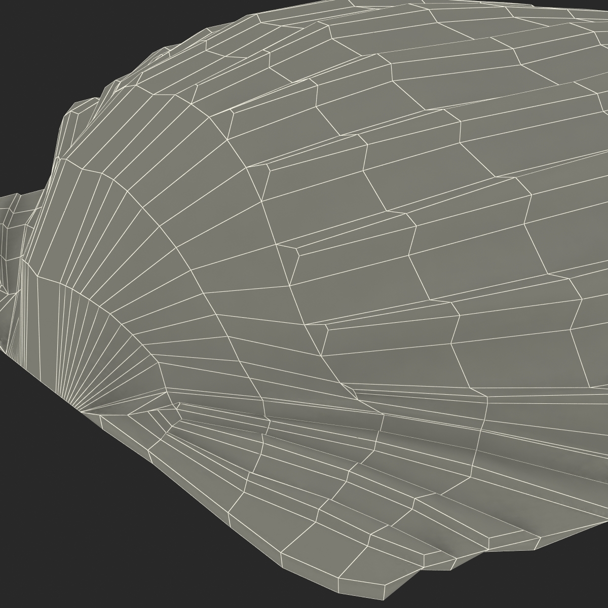 clam seashell 2 3d max