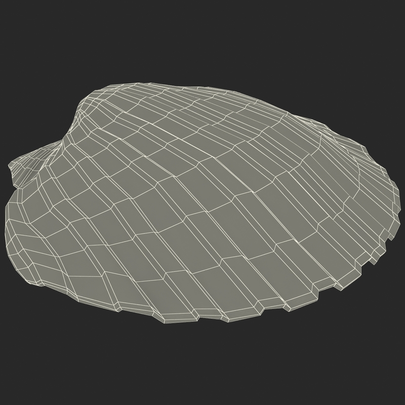 clam seashell 2 3d max