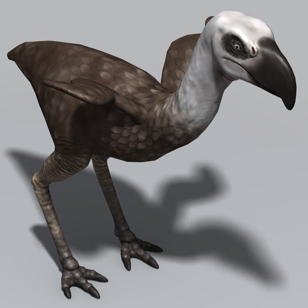 max phorusrhacos bird