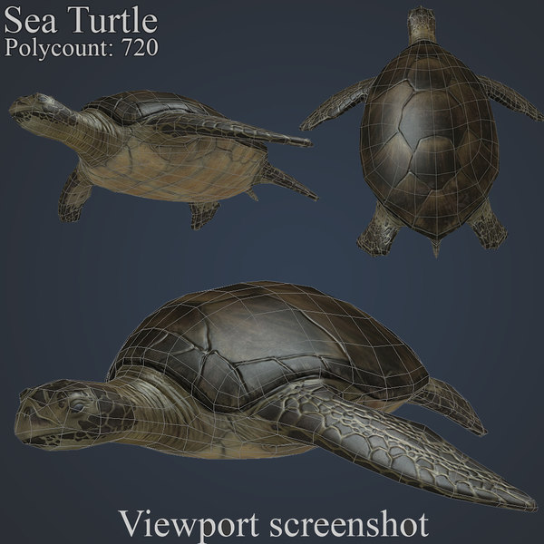 sea turtle 3d obj