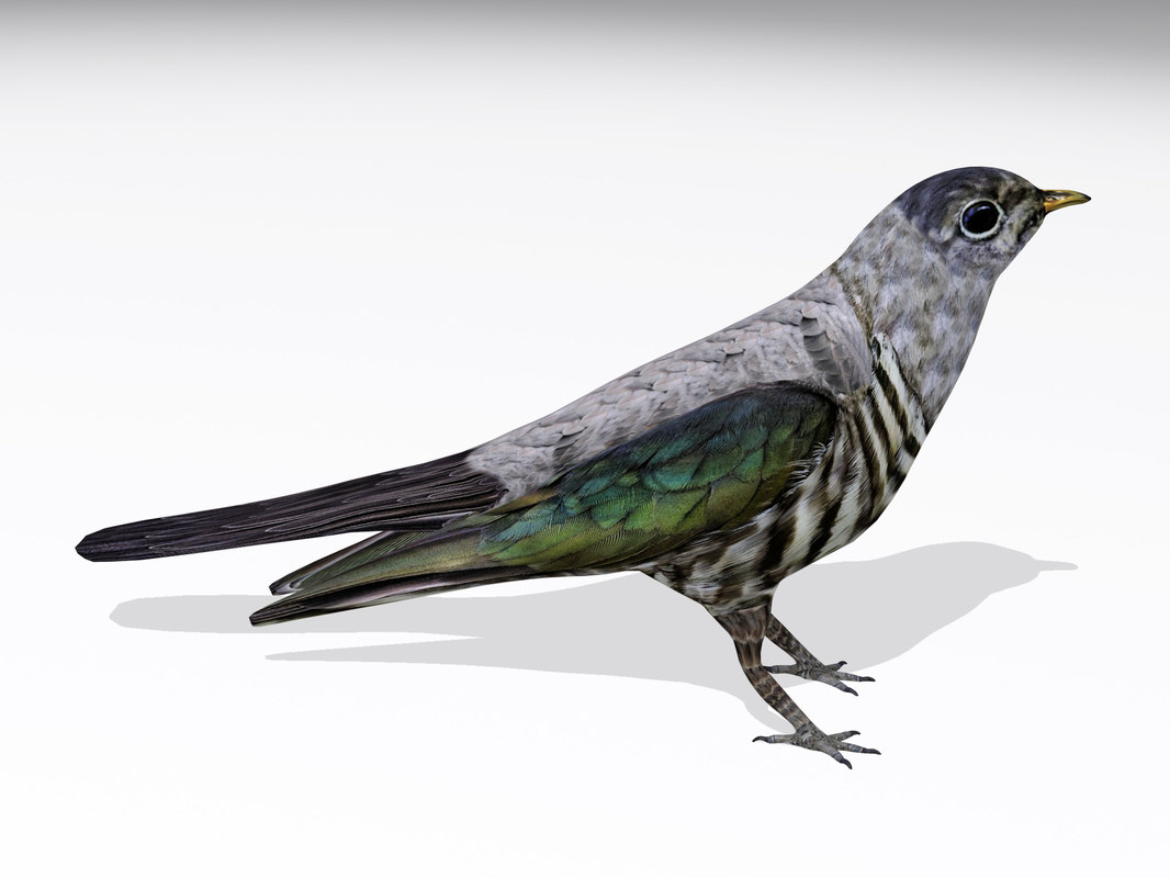 3d model cuckoo