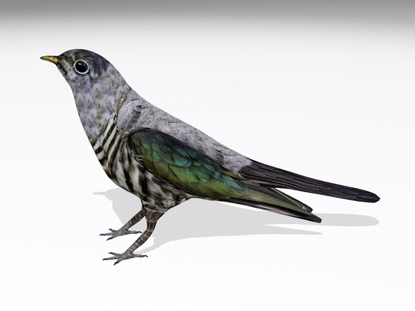 3d model cuckoo